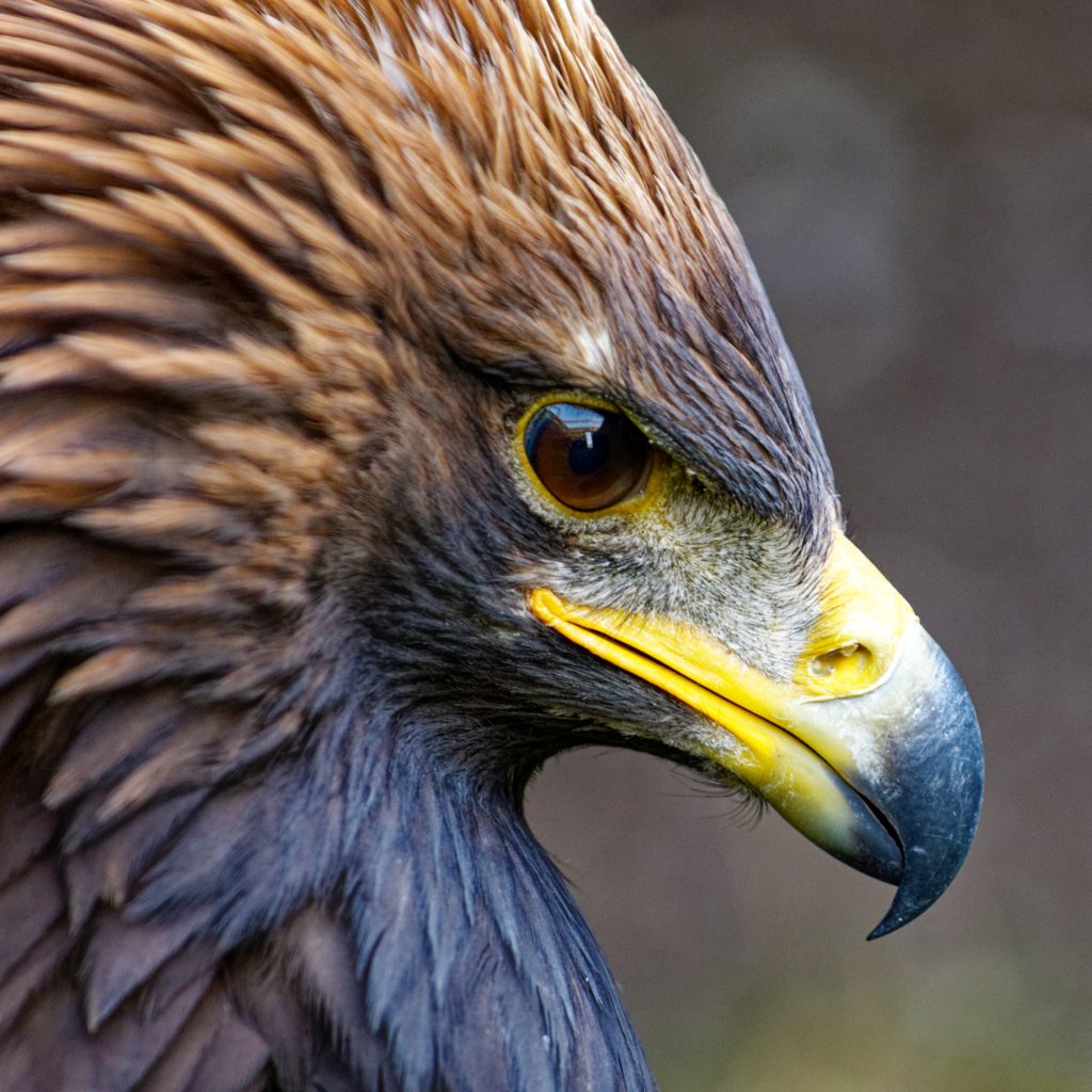 spirit of golden eagle | the king of the sky