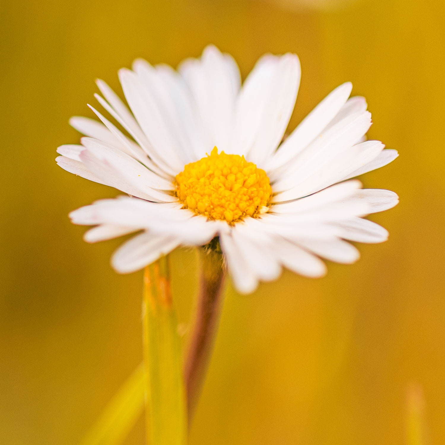 spirit of daisy | return to innocence