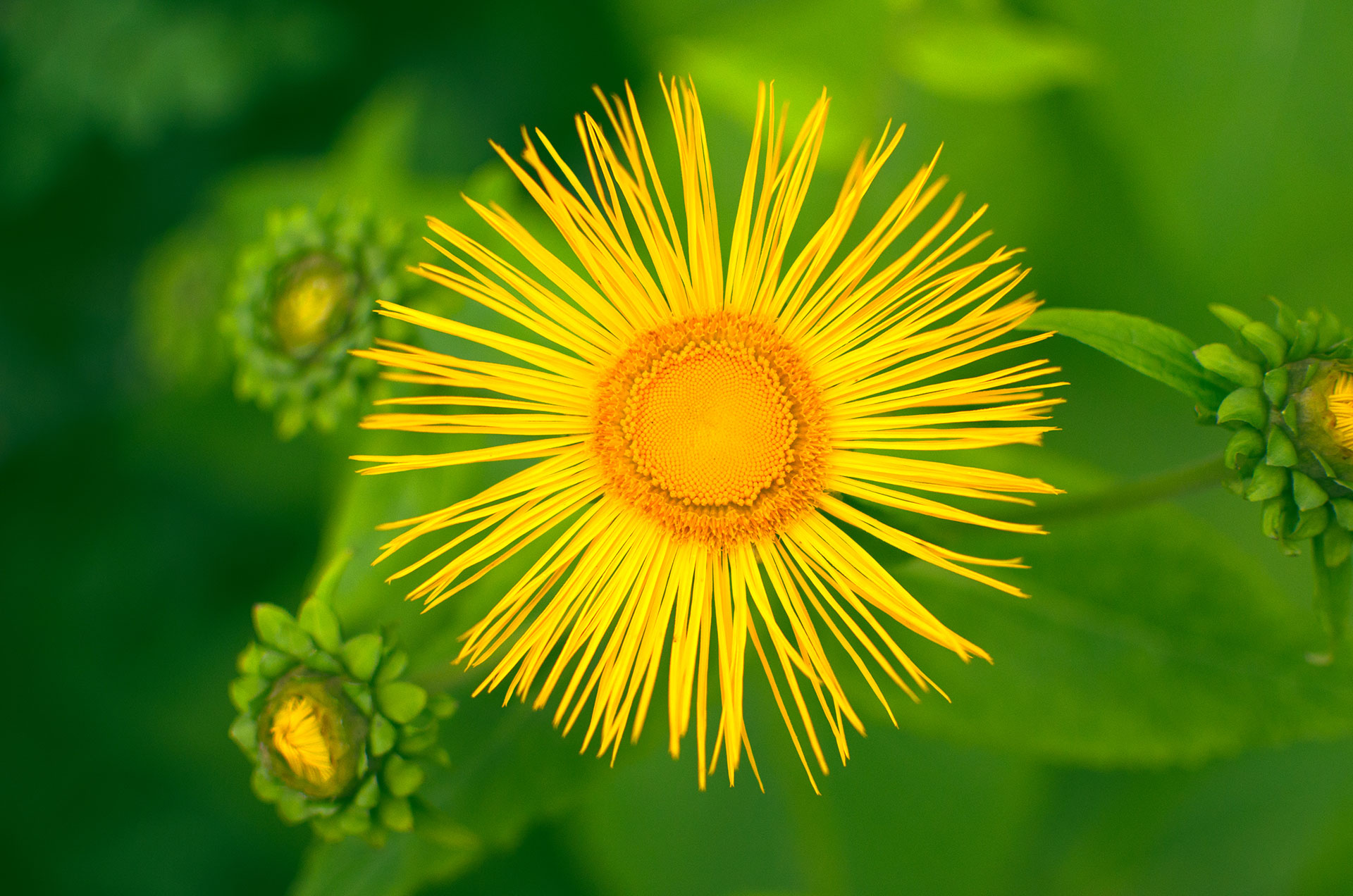 spirit of elecampane | unfollow the blind leader